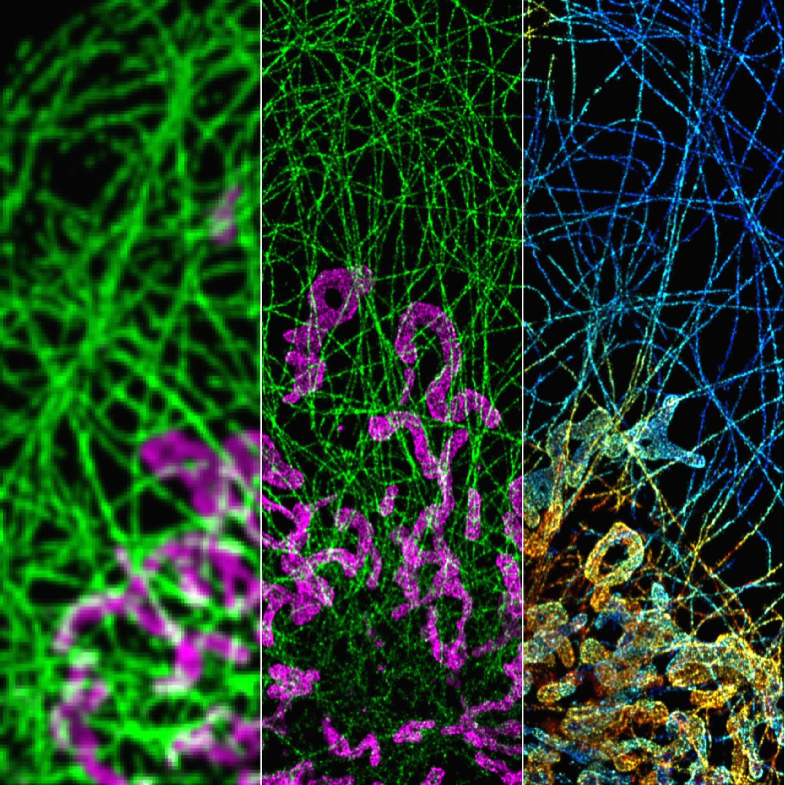 [SMLM] Super-resolution image (TOM20 & DM1α) – Bioimaging and ...